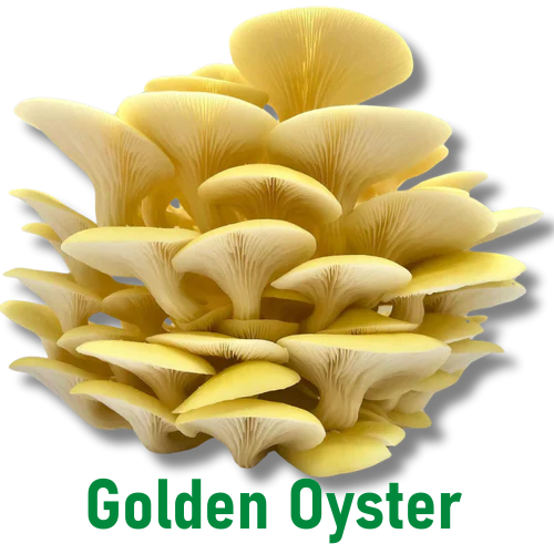 FunGrow: grow mushrooms you can't find anywhere