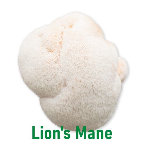 FunGrow: grow mushrooms you can't find anywhere